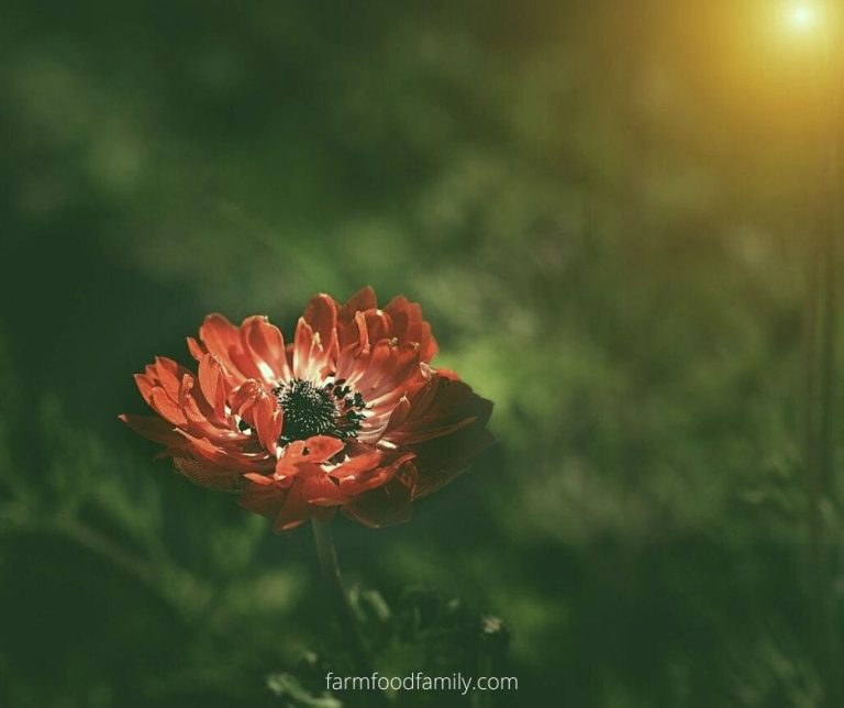 🌸 Anemone Flower Meaning, Symbolism - What Does Anemone Signify?