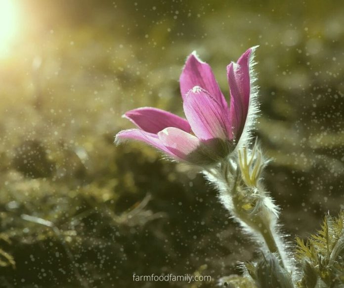 🌸 Anemone Flower Meaning, Symbolism - What Does Anemone Signify?