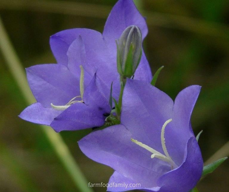 50+ Types Of Blue Flowers With Names, Meaning and Pictures