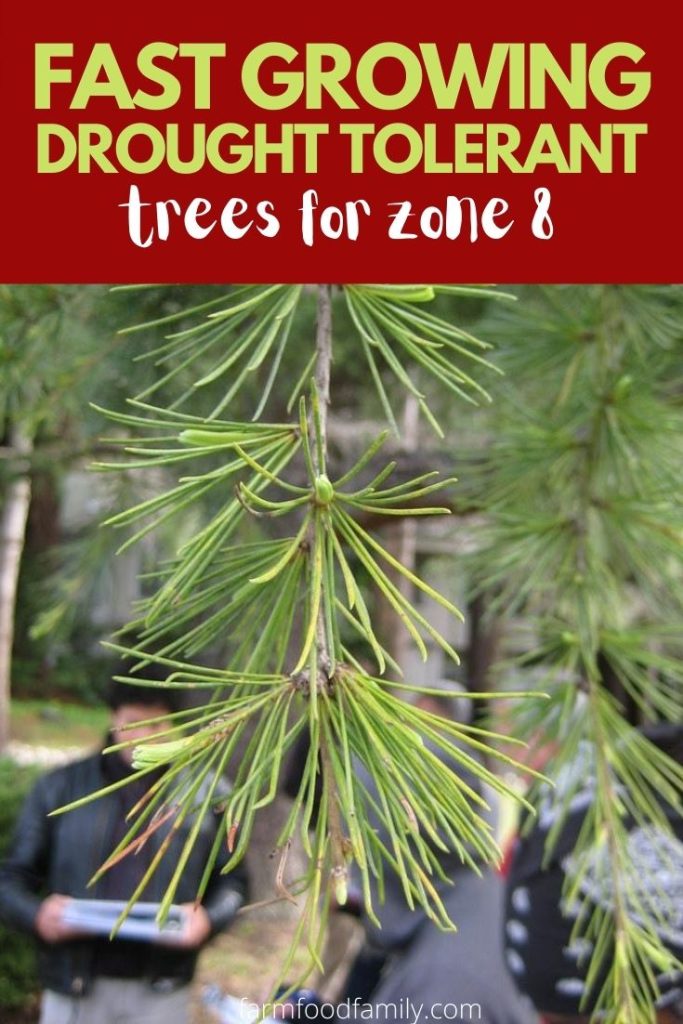 4 Best Fast Growing Drought Tolerant Trees for Zone 8