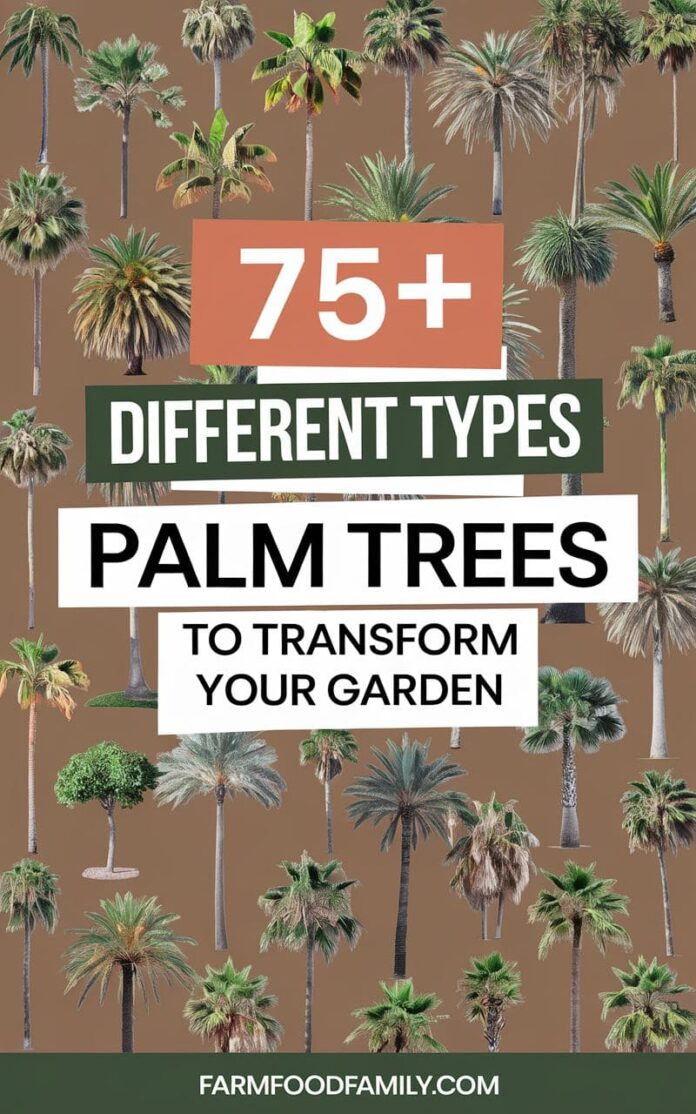75+ Different Types Of Palm Trees With Pictures (Indoor, Outdoor)