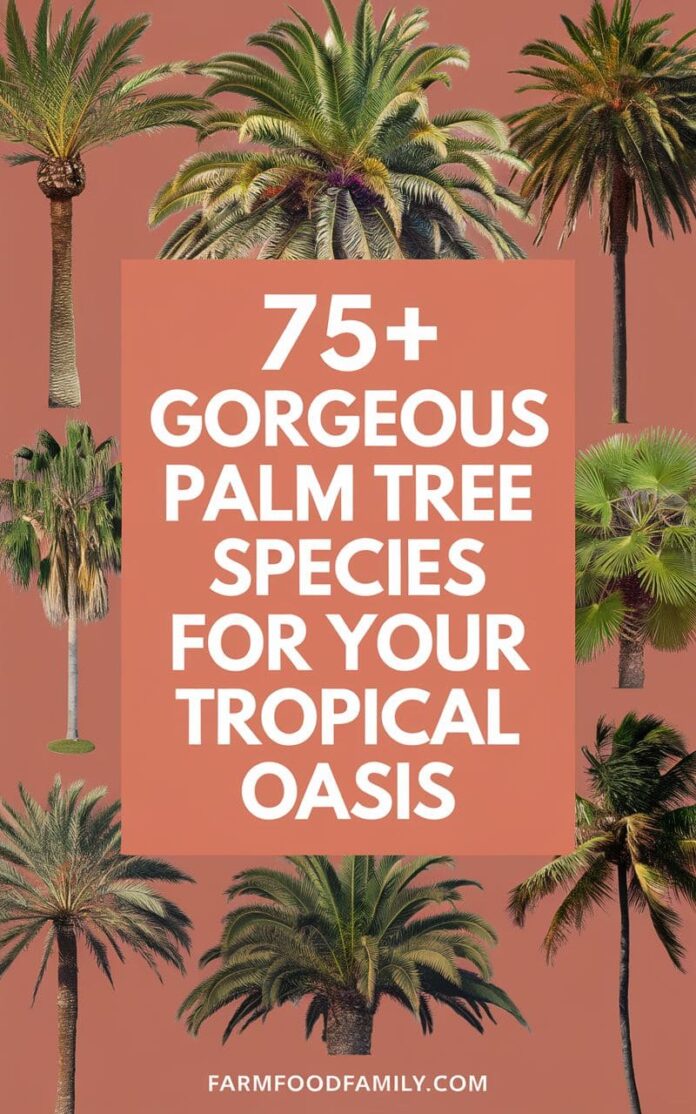 75+ Different Types Of Palm Trees With Pictures (Indoor, Outdoor)