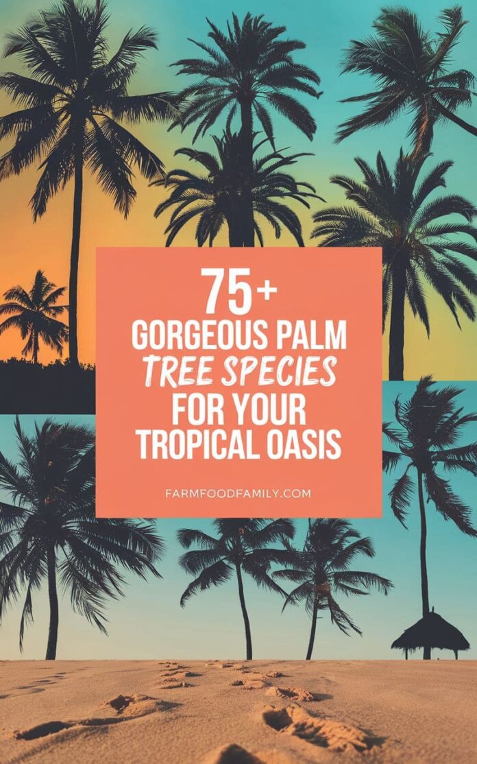 75+ Different Types Of Palm Trees With Pictures (Indoor, Outdoor)