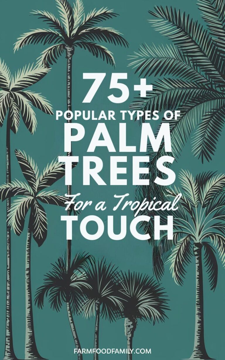 75+ Different Types Of Palm Trees With Pictures (Indoor, Outdoor)