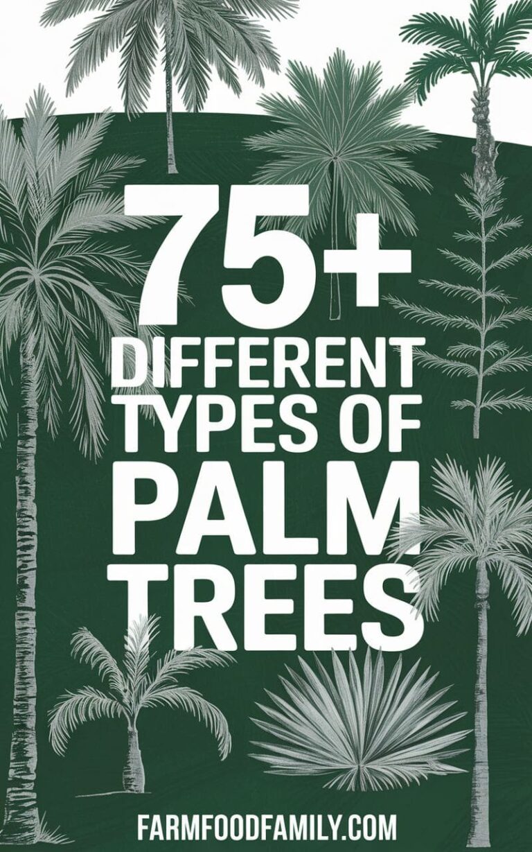 75+ Different Types Of Palm Trees With Pictures (Indoor, Outdoor)