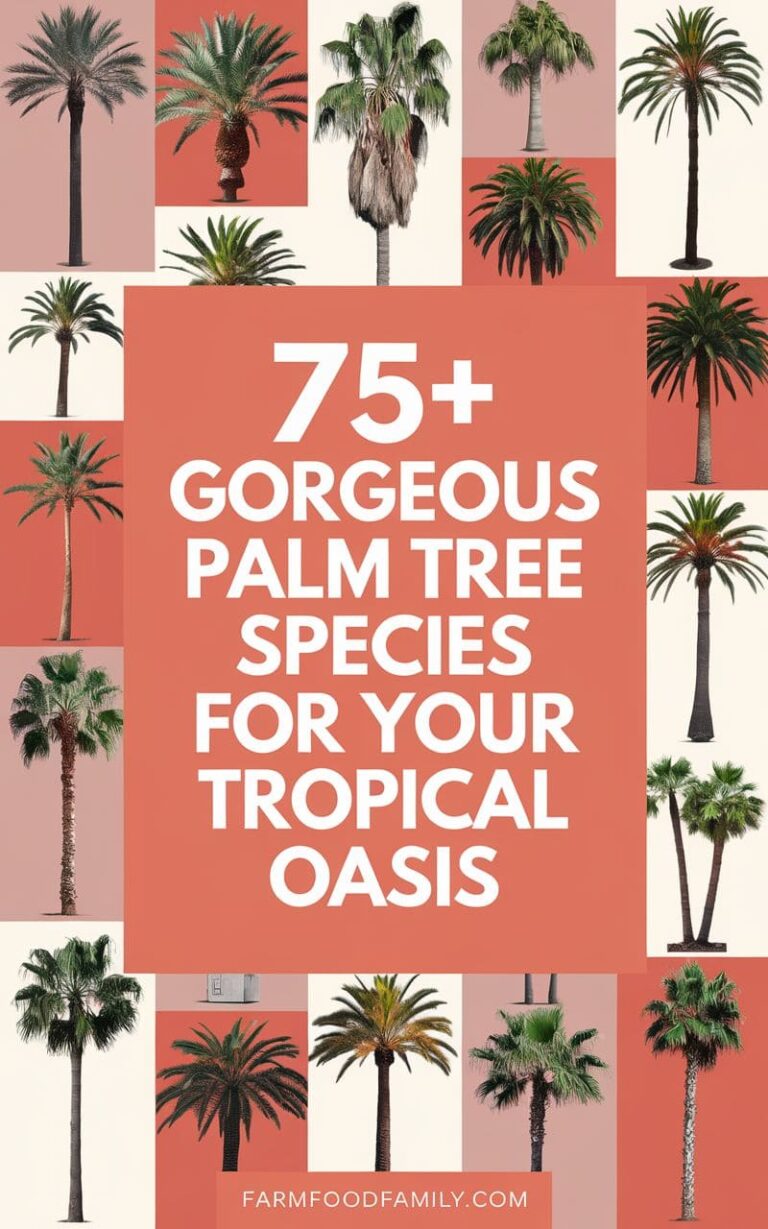 75+ Different Types Of Palm Trees With Pictures (Indoor, Outdoor)