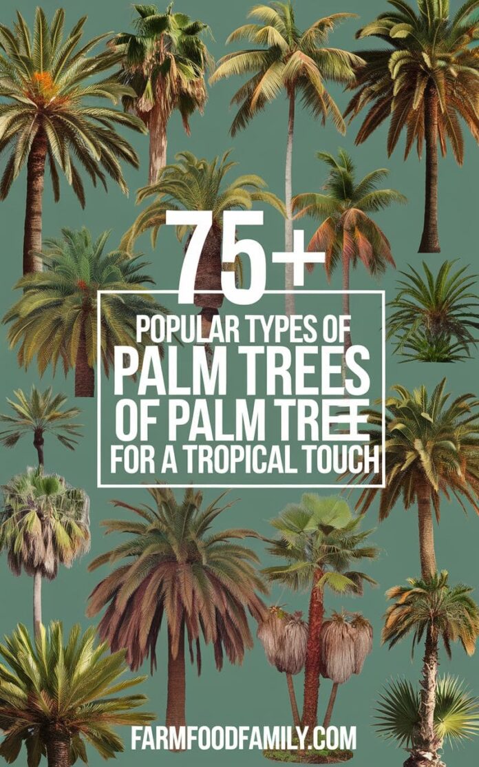 75+ Different Types Of Palm Trees With Pictures (Indoor, Outdoor)