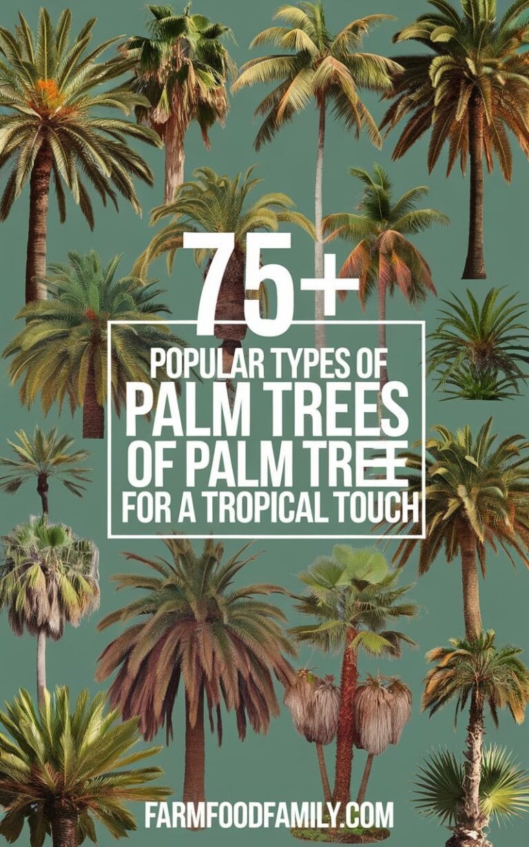 75+ Different Types Of Palm Trees With Pictures (Indoor, Outdoor)