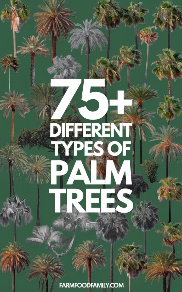 75+ Different Types Of Palm Trees With Pictures (Indoor, Outdoor)