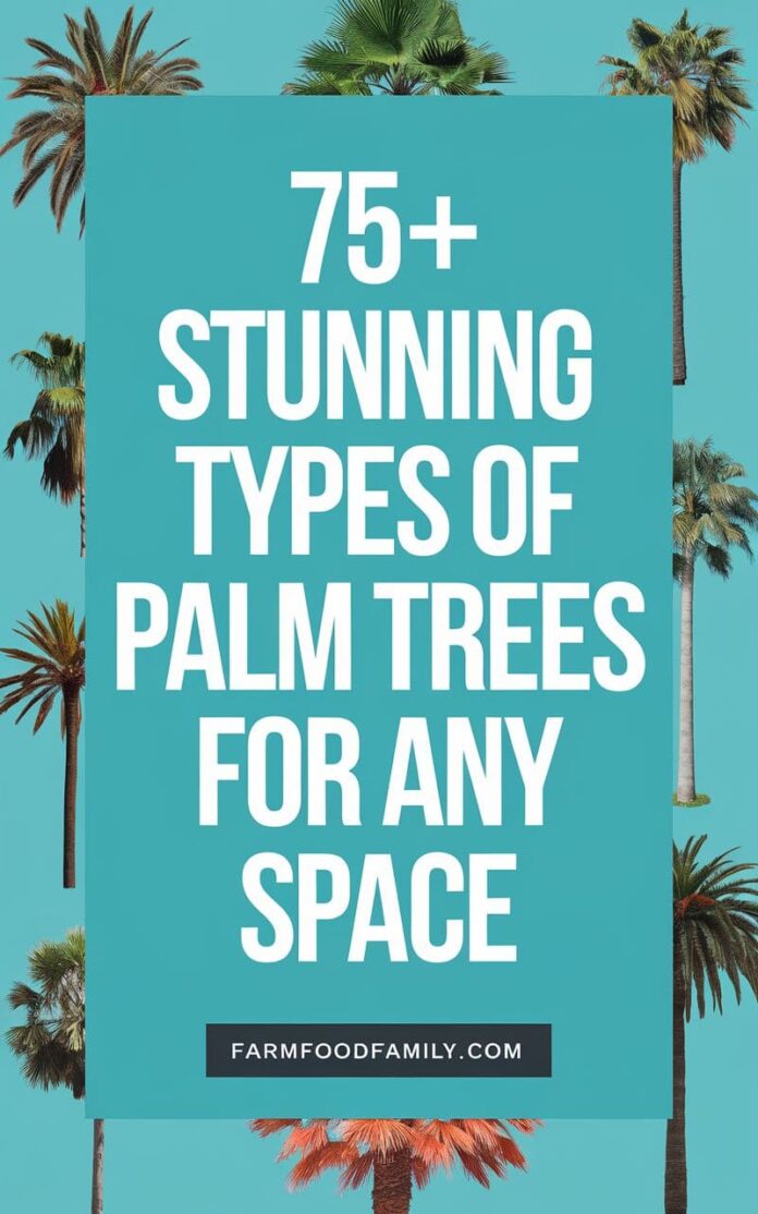 75+ Different Types Of Palm Trees With Pictures (Indoor, Outdoor)