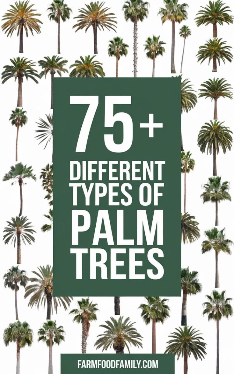 75+ Different Types Of Palm Trees With Pictures (Indoor, Outdoor)