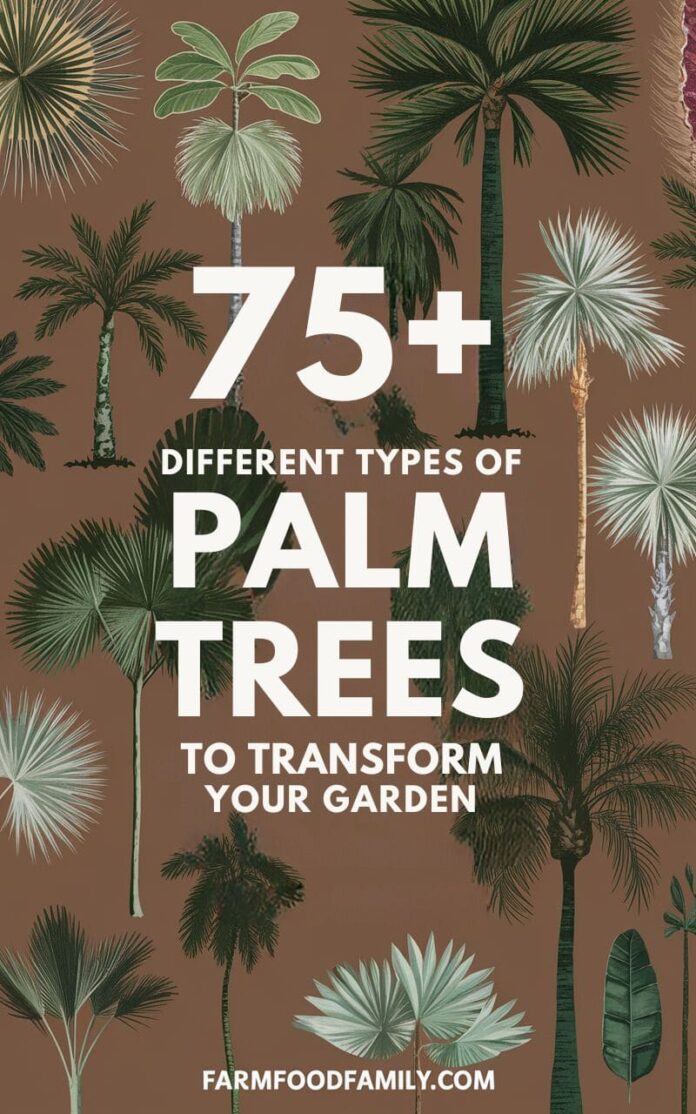 75+ Different Types Of Palm Trees With Pictures (Indoor, Outdoor)