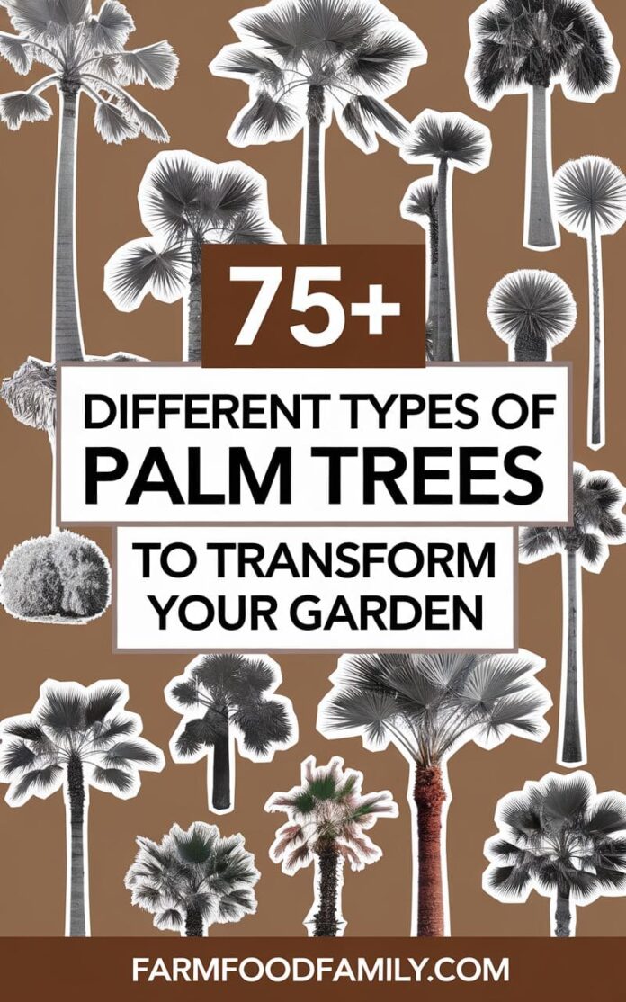 75+ Different Types Of Palm Trees With Pictures (Indoor, Outdoor)