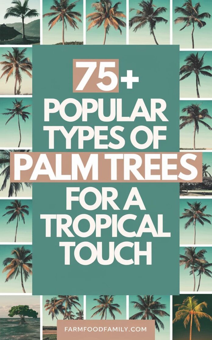 75+ Different Types Of Palm Trees With Pictures (Indoor, Outdoor)