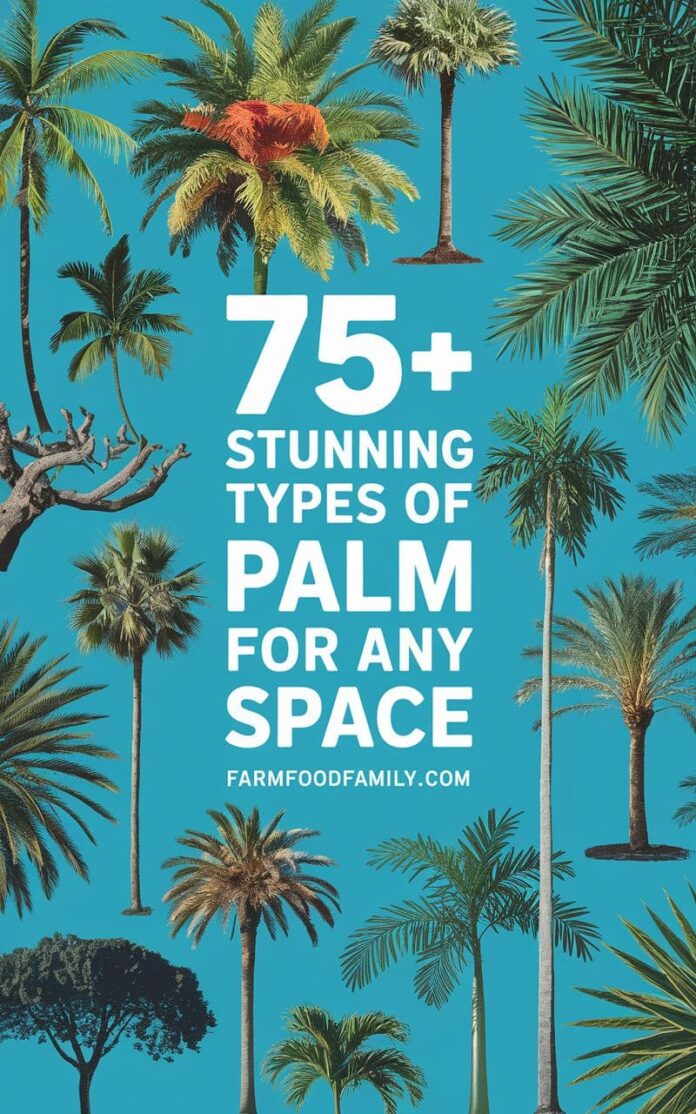 75+ Different Types Of Palm Trees With Pictures (Indoor, Outdoor)