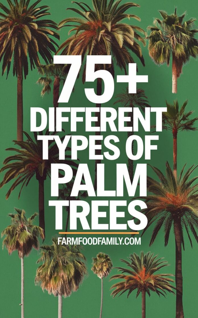 75+ Different Types Of Palm Trees With Pictures (Indoor, Outdoor)