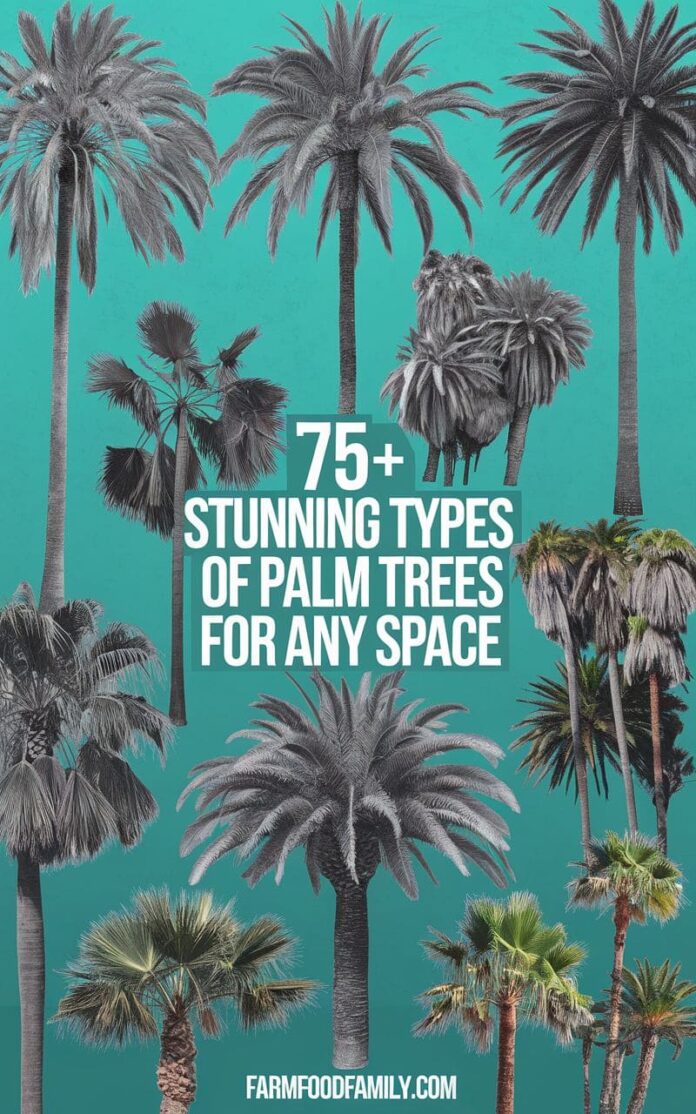 75+ Different Types Of Palm Trees With Pictures (Indoor, Outdoor)