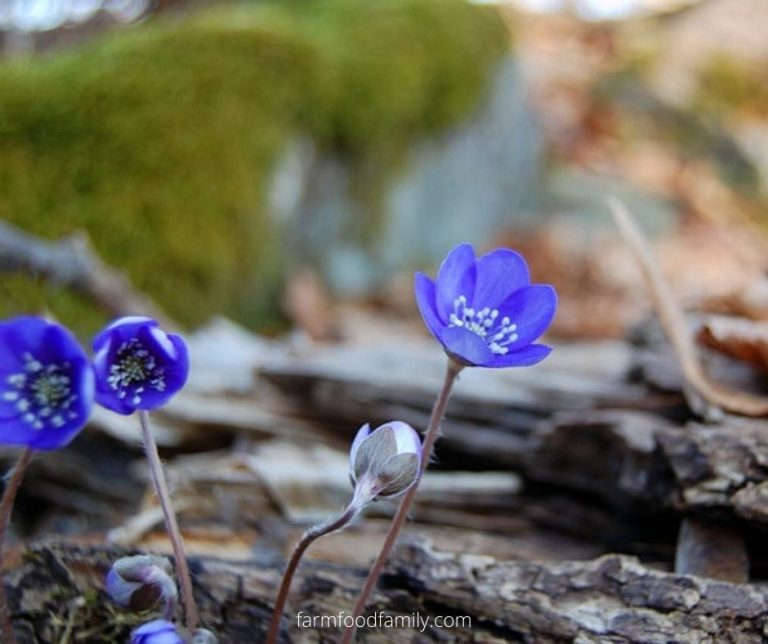 50+ Types Of Blue Flowers With Names, Meaning and Pictures