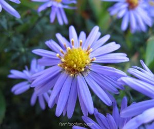 50+ Types Of Blue Flowers With Names, Meaning and Pictures