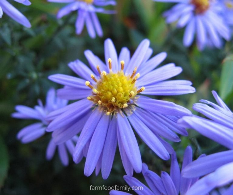 50+ Types Of Blue Flowers With Names, Meaning and Pictures