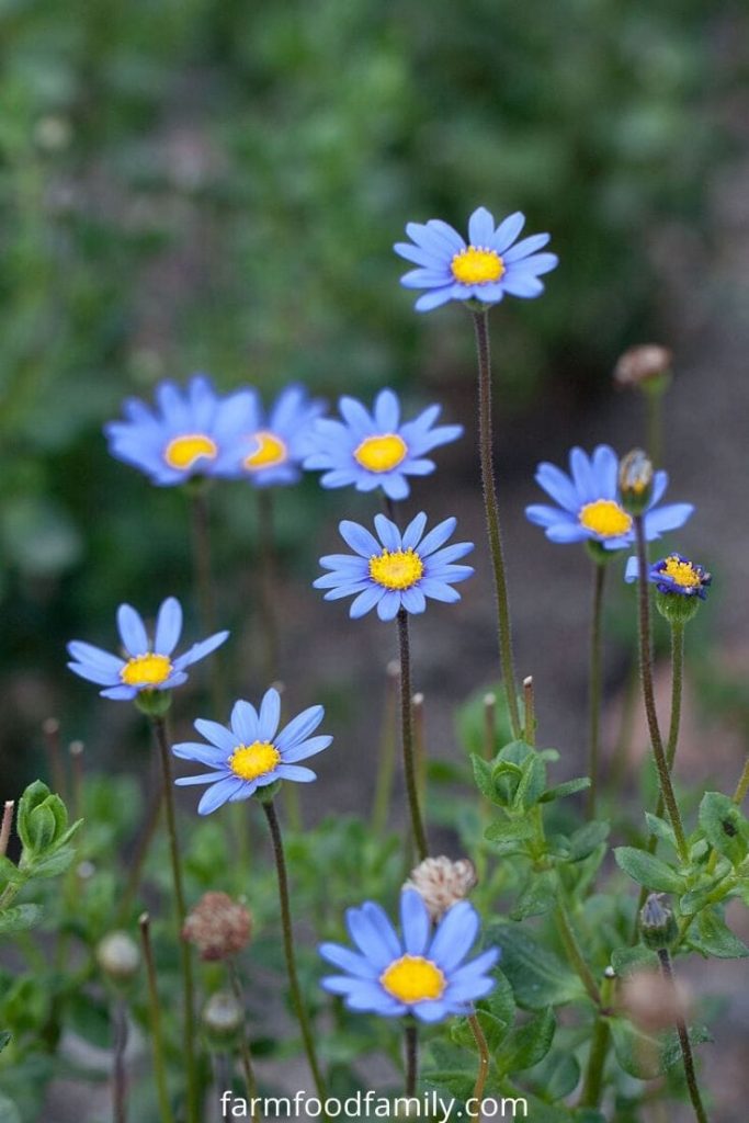 50+ Types Of Blue Flowers With Names, Meaning and Pictures