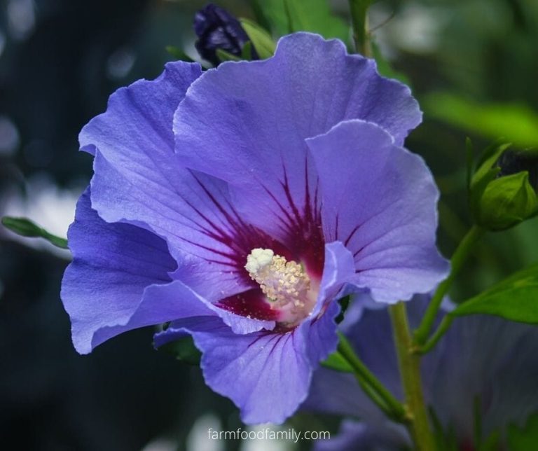 50+ Types Of Blue Flowers With Names, Meaning and Pictures