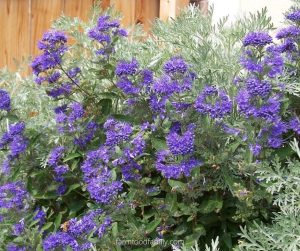 50+ Types Of Blue Flowers With Names, Meaning and Pictures