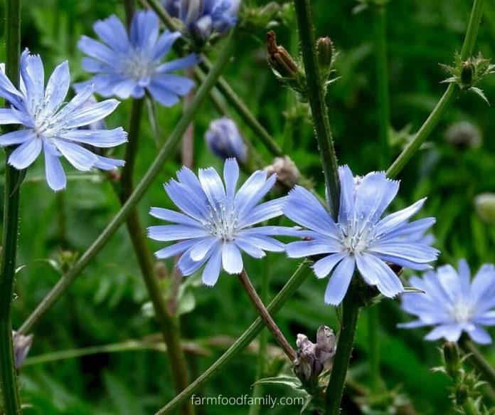 50+ Types Of Blue Flowers With Names, Meaning and Pictures