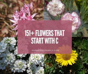151+ Flowers, Plants That Start With C (With Pictures and Facts)