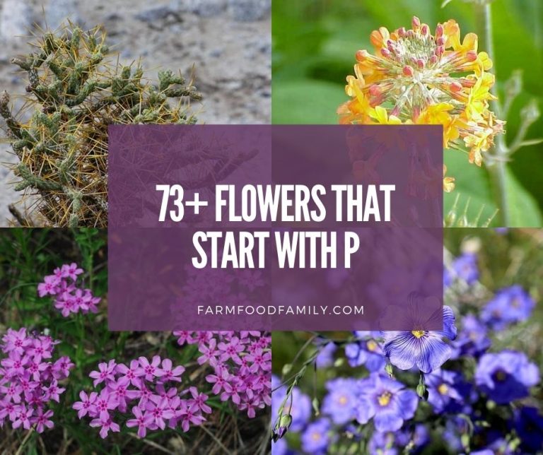 73+ Flowers That Start With P (Pictures and Growing Facts)