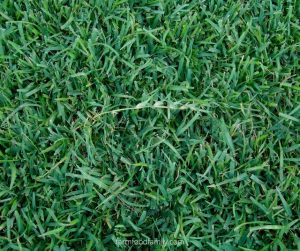 Centipede Grass: Types, Growing, Care Guide, Problems, Diseases