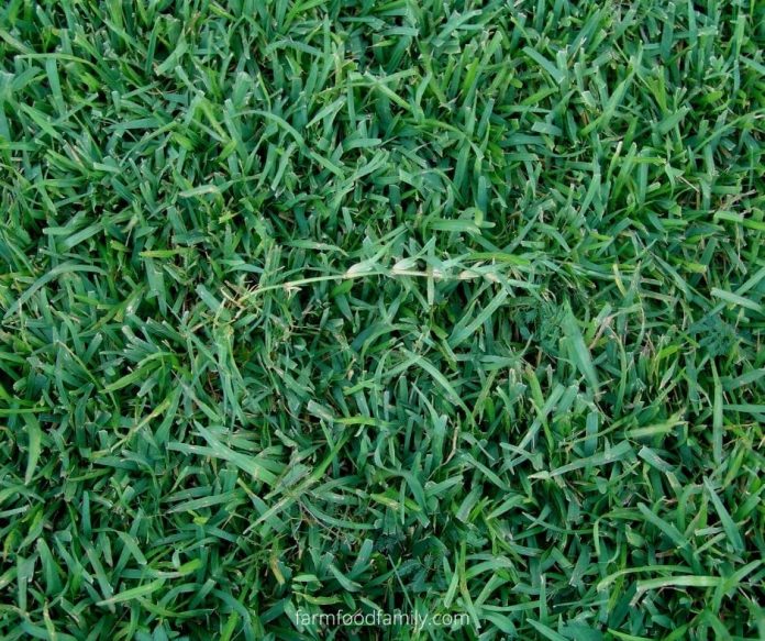 Centipede Grass: Types, Growing, Care Guide, Problems, Diseases