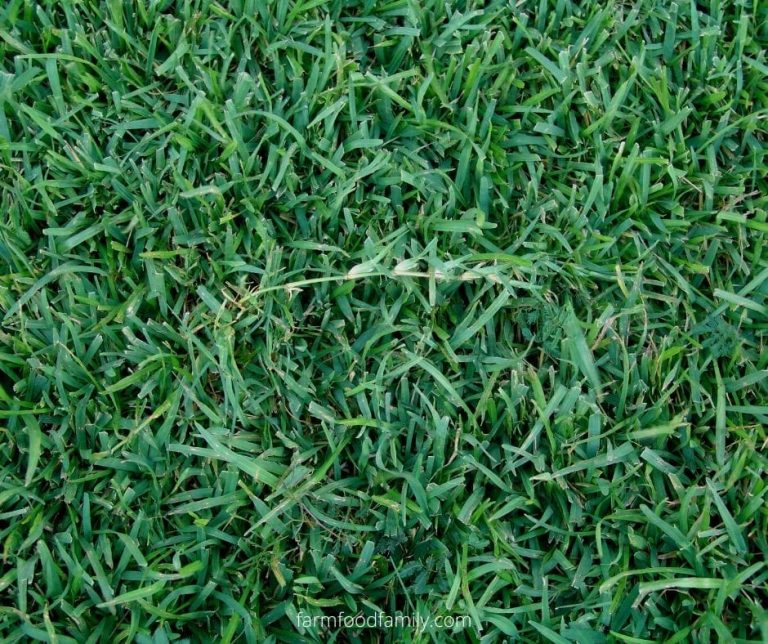 Centipede Grass: Types, Growing, Care Guide, Problems, Diseases