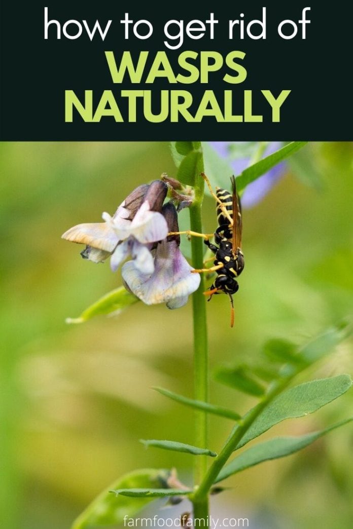 How To Get Rid Of Wasps Naturally - Farm Food Family