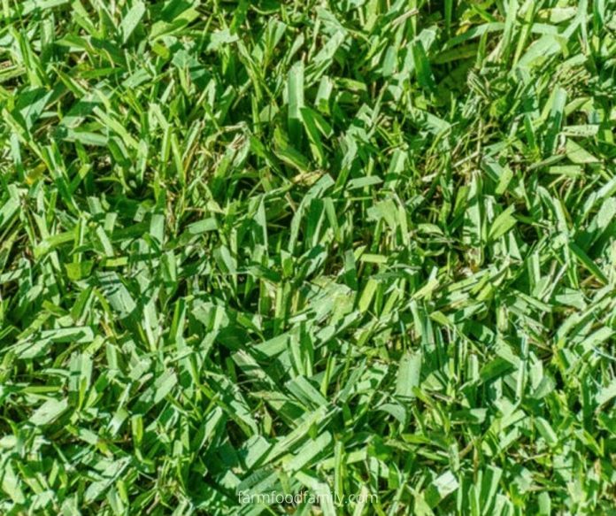 Centipede Grass: Types, Growing, Care Guide, Problems, Diseases