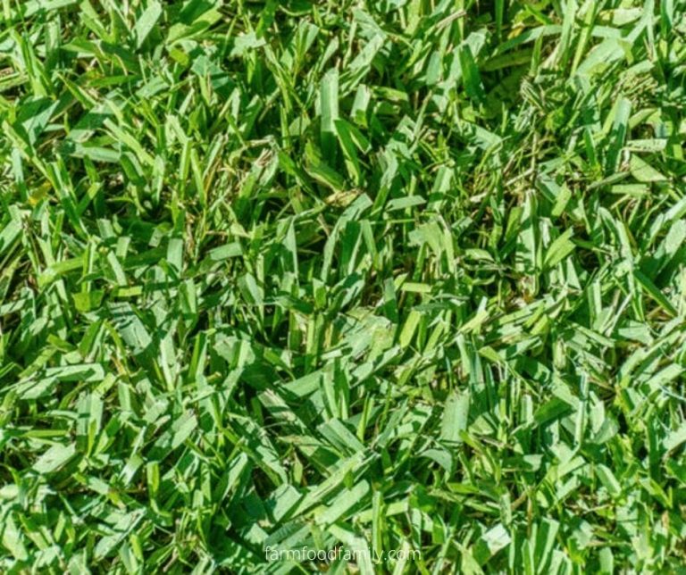 Centipede Grass: Types, Growing, Care Guide, Problems, Diseases
