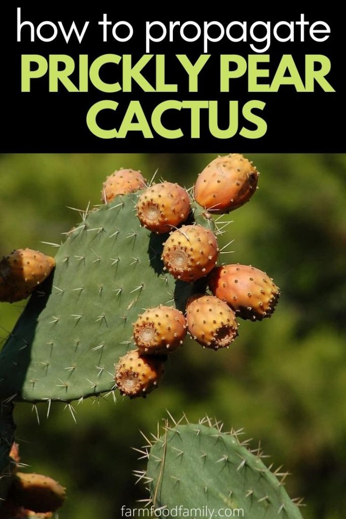 How To Propagate Prickly Pear Cactus Pads - Desert Xeriscape Garden