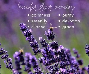 Lavender Flower: Colors, Meaning, and Symbolism - Beautiful Versatile Herb