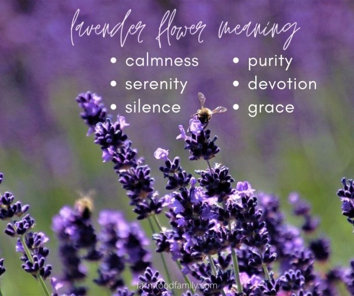 Lavender Flower: Colors, Meaning, and Symbolism - Beautiful Versatile Herb