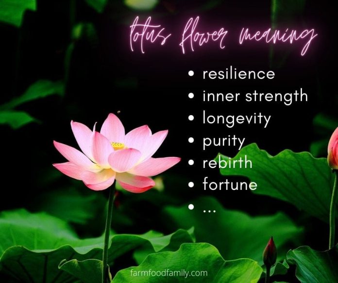 💮 Lotus Flower Meaning, Symbolism and Colors - Buddhist Symbol Of Purity