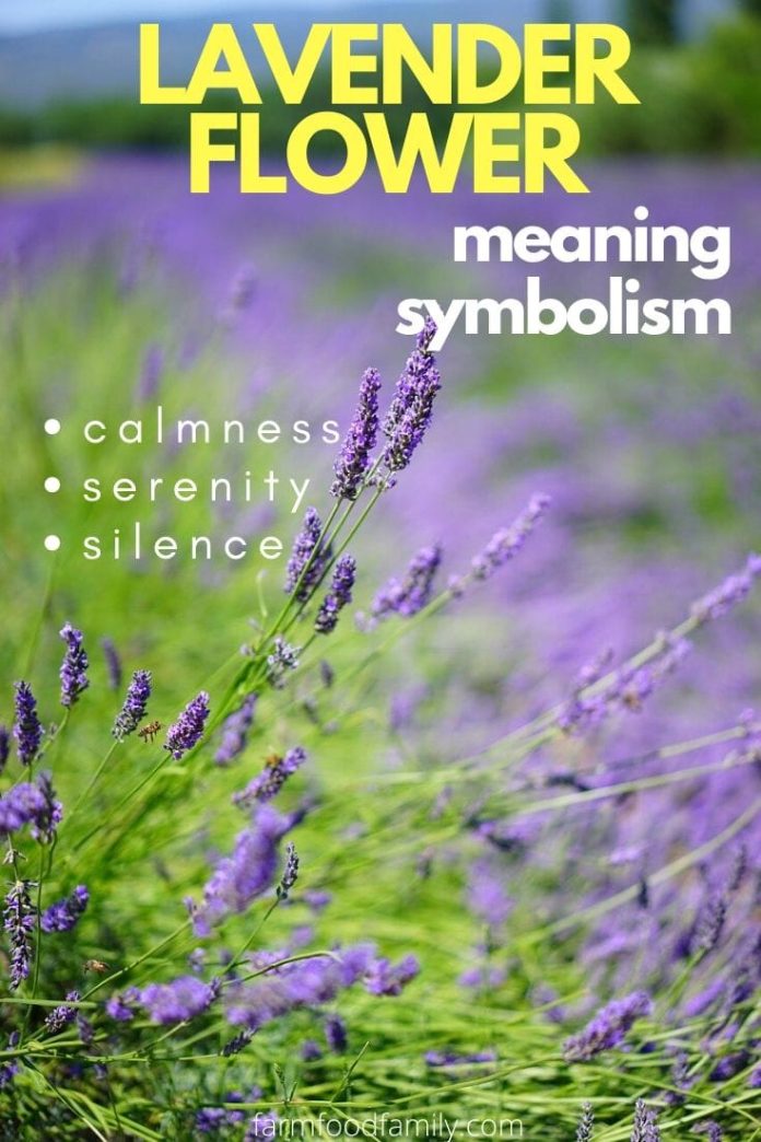 Lavender Flower: Colors, Meaning, and Symbolism - Beautiful Versatile Herb