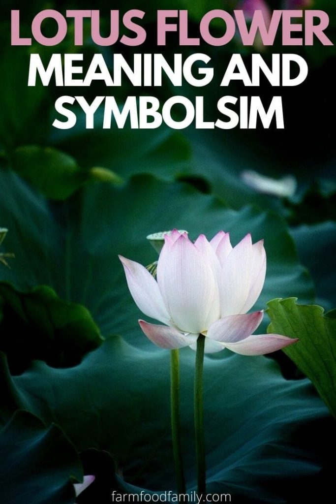 💮 Lotus Flower Meaning, Symbolism and Colors - Buddhist Symbol Of Purity