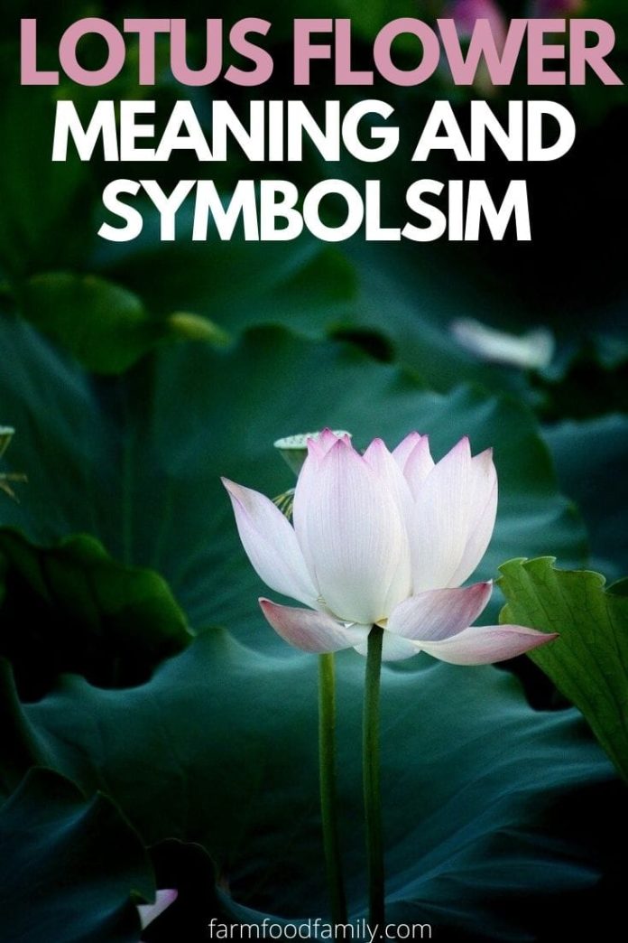 💮 Lotus Flower Meaning, Symbolism and Colors - Buddhist Symbol Of Purity
