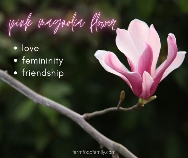 Magnolia Flower Meaning, Symbolism 🌸 - A Symbol Of Femininity, Love