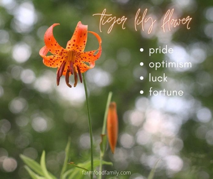 🌺 Lily Flower Meaning, Symbolism - A Symbol Of Femininity, Motherhood