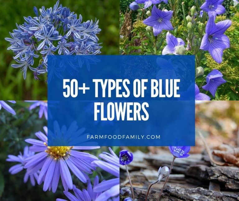 50+ Types Of Blue Flowers With Names, Meaning and Pictures