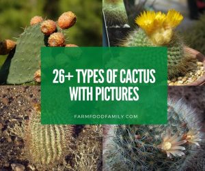 26+ Types Of Cactus With Pictures & Fun Facts (Indoor & Outdoor)
