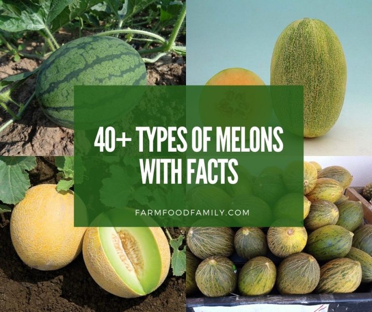 40+ Different Types of Melons With Pictures and Fun Facts