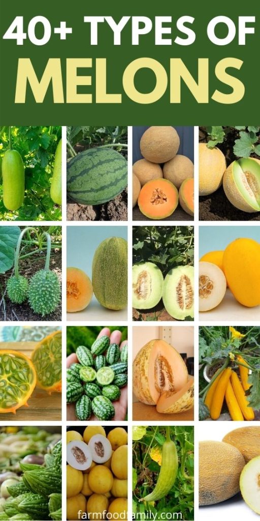 40+ Different Types of Melons With Pictures and Fun Facts