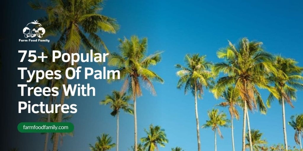 75+ Different Types Of Palm Trees With Pictures (Indoor, Outdoor)